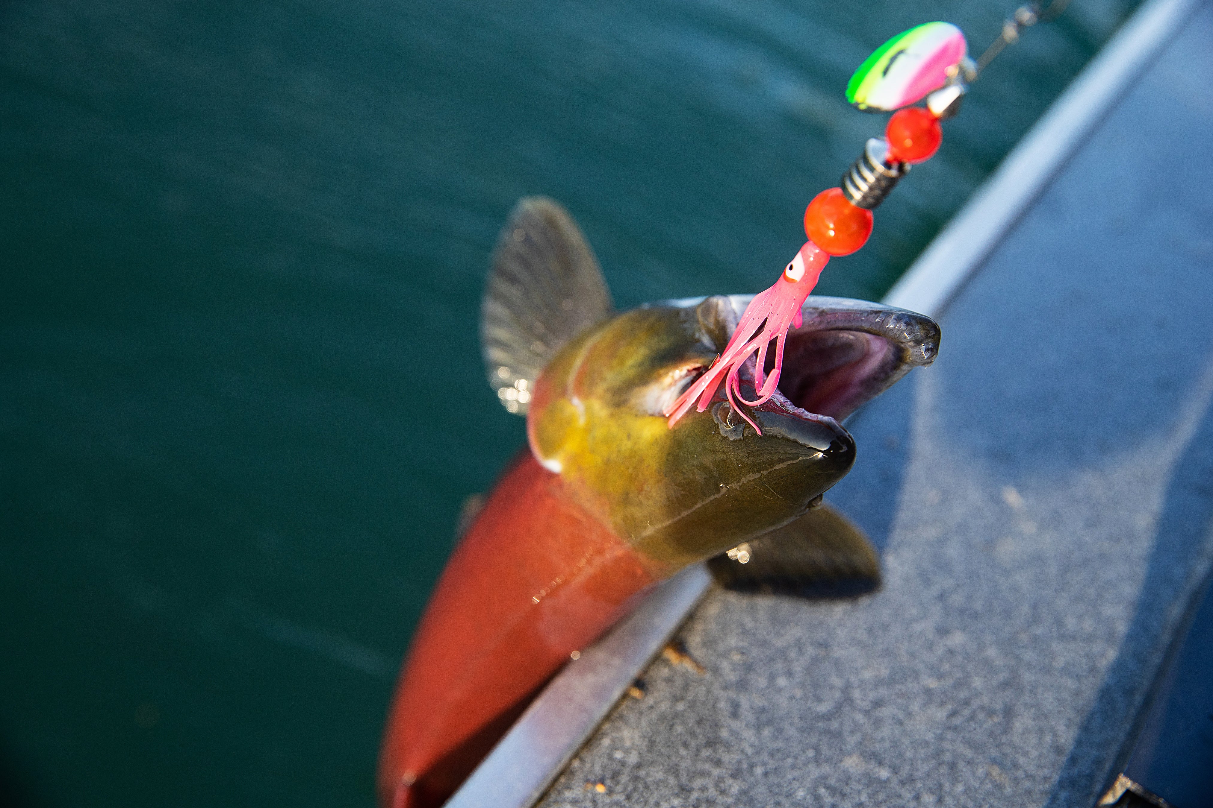 32OZ COWBELL-HIGH SPEED BANCHEE A-SALT WEAPON WAHOO SALTWATER LURE 3 P ...